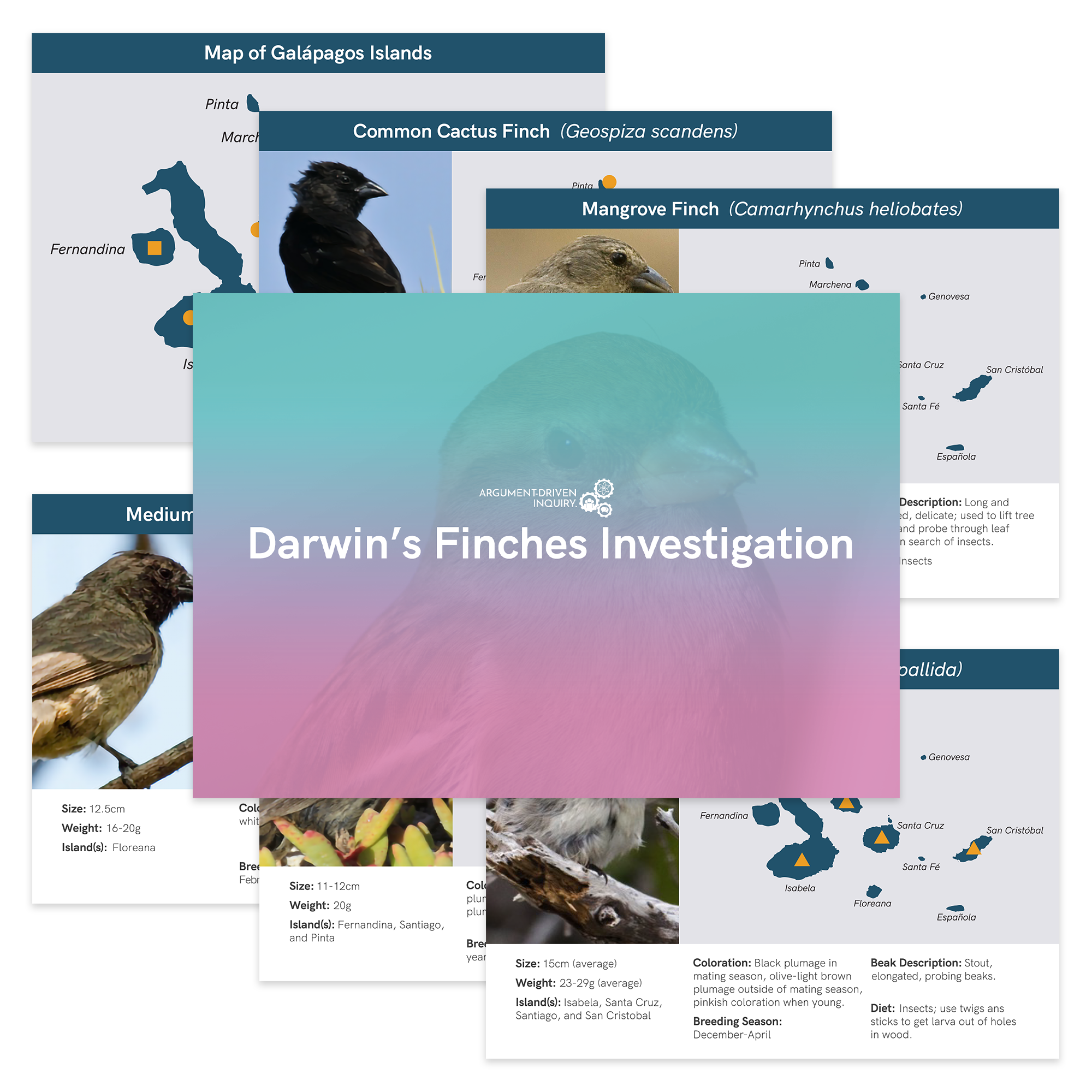 Darwin's Finches | ADI Store