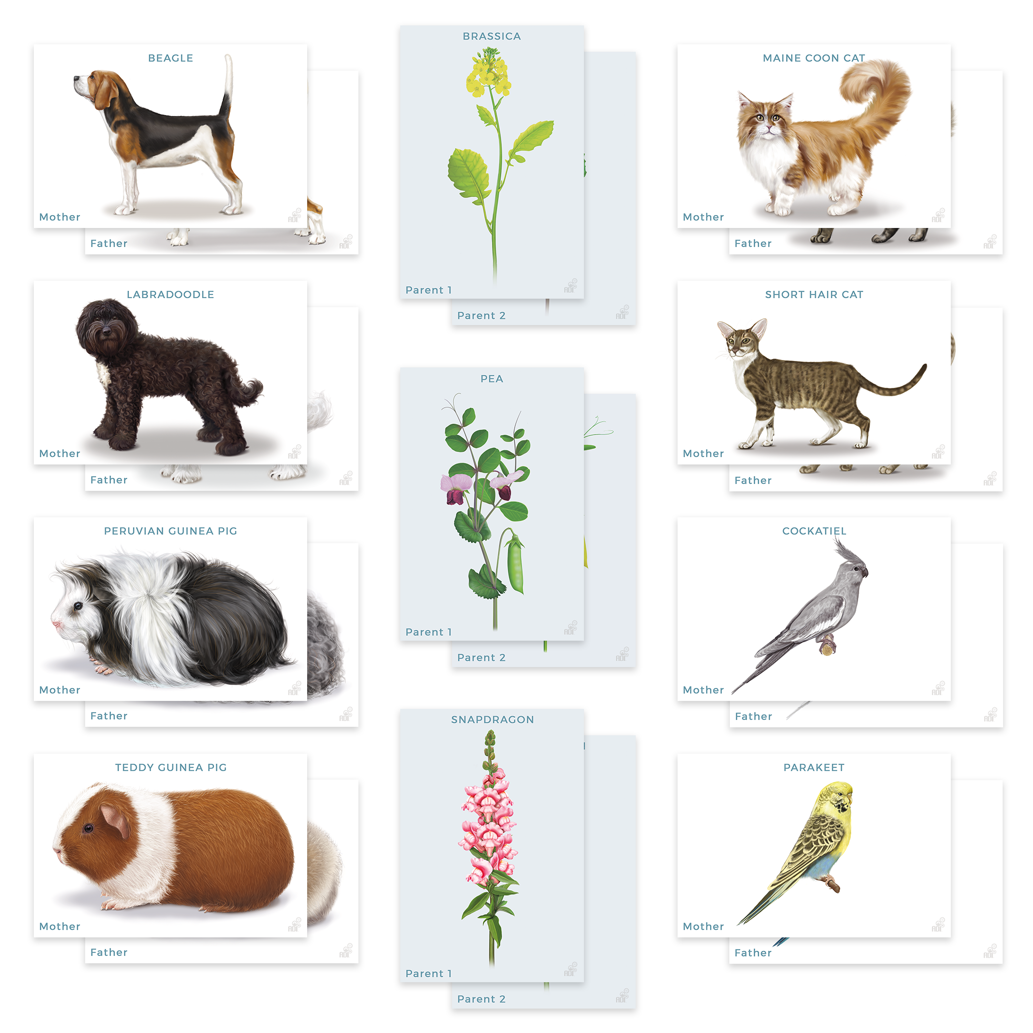 Traits of Parents and Offspring – ADI Store